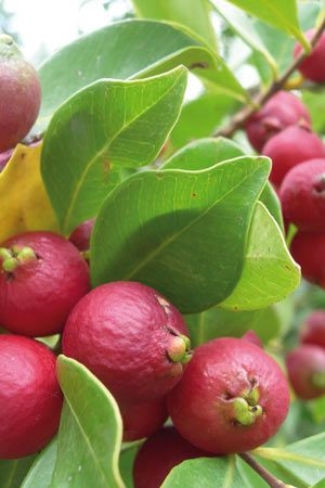 Blog, Τhe Fruit of Autumn, Solomou Garden Centre & Landscaping