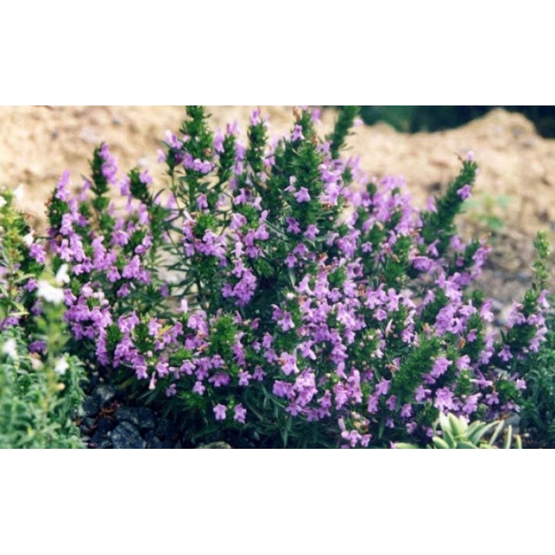 ΘΡΟΥΜΠΙ-SAVORY 2Lit. #EN105, Herbs, Solomou Garden Centre & Landscaping