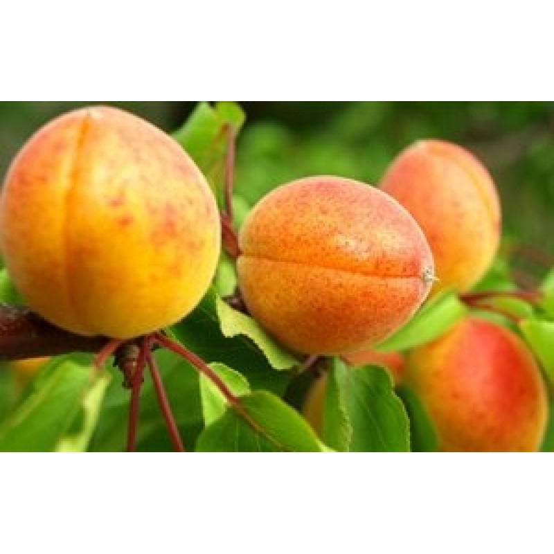 ΚΑΙΣΙΑ ΔΕΥΤΕΡΑΣ 10 Lit. #EN172, Fruit Trees, Solomou Garden Centre ...