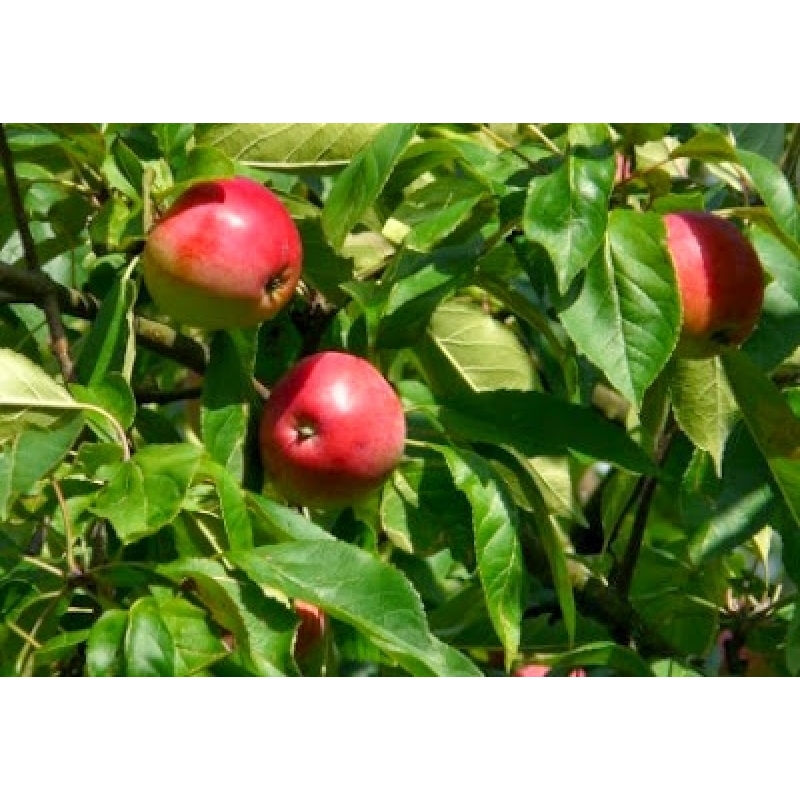 ΜΗΛΙΑ ΑΝΝΑ 10 Lit. #EN174, Fruit Trees, Solomou Garden Centre & Landscaping