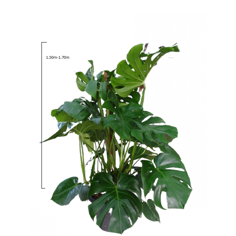 MONSTERA P.19 #EN218, Indoor Plants, Solomou Garden Centre & Landscaping
