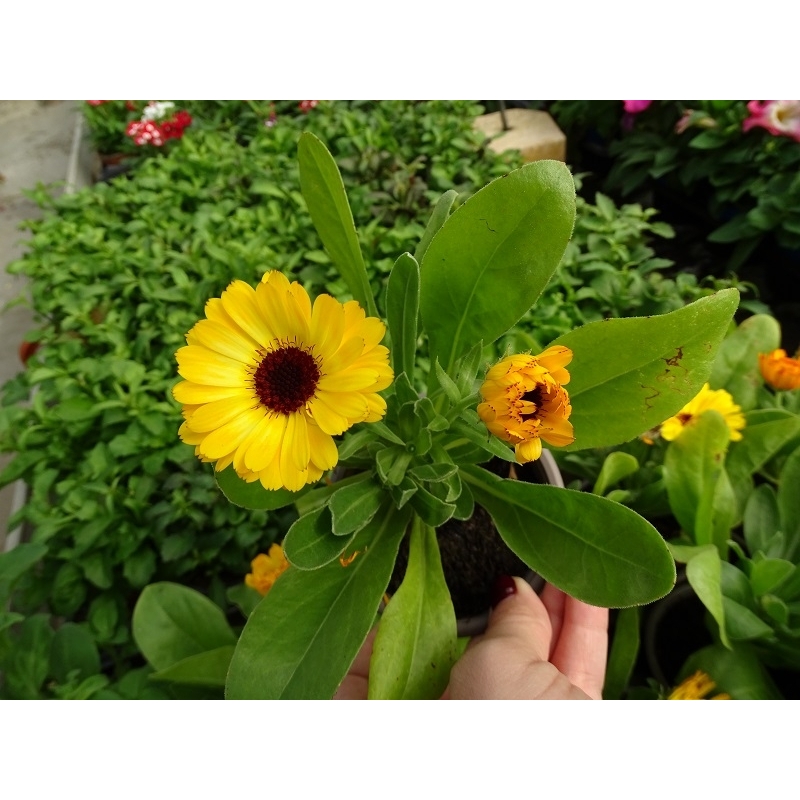 Καλεντούλα-Calendula pot 9cm #EN524, Ornamentals & Vegetables, Solomou ...