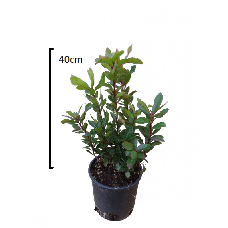 Arbutus #EN741, Outdoor Plants Hedges/Shrubs, Solomou Garden Centre ...