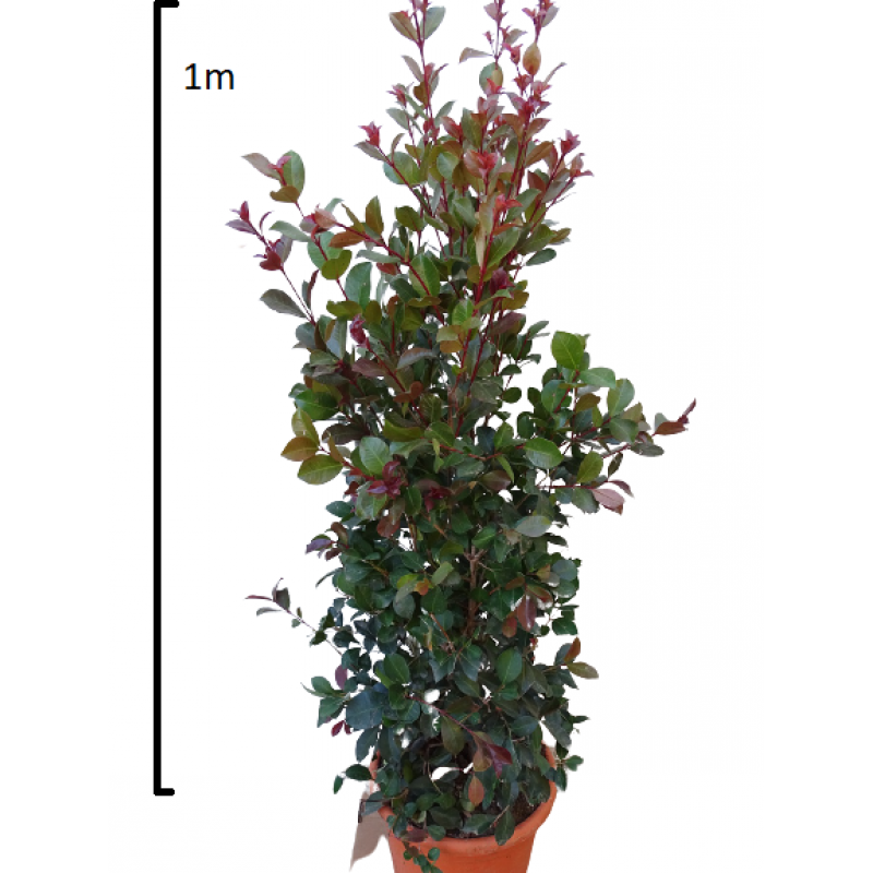 Eugenia Etna Fire #EN743, Outdoor Plants Hedges/Shrubs, Solomou Garden ...