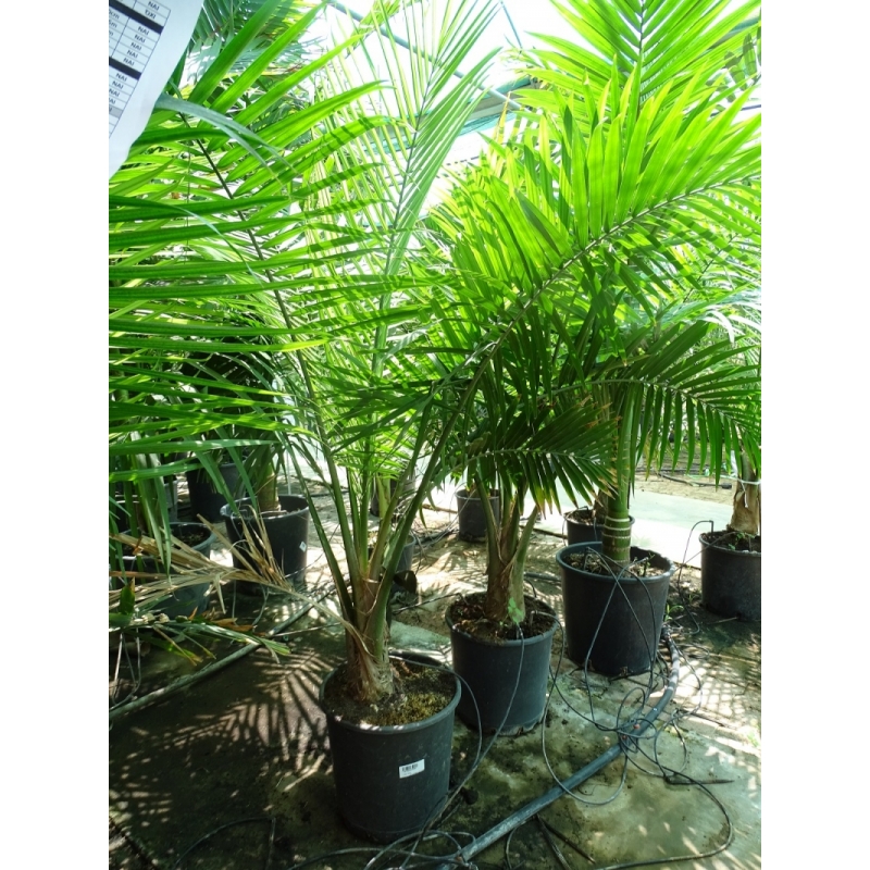 Ravenea rivularis/ MAJESTY PALM /Ραβενέα #GR810, Φυτά Εξωτερικού Χώρου ...