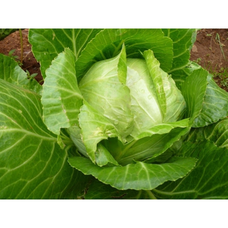 Κραμπί Κυπριακό/ Cypriot Cabbage #EN821, Ornamentals & Vegetables ...