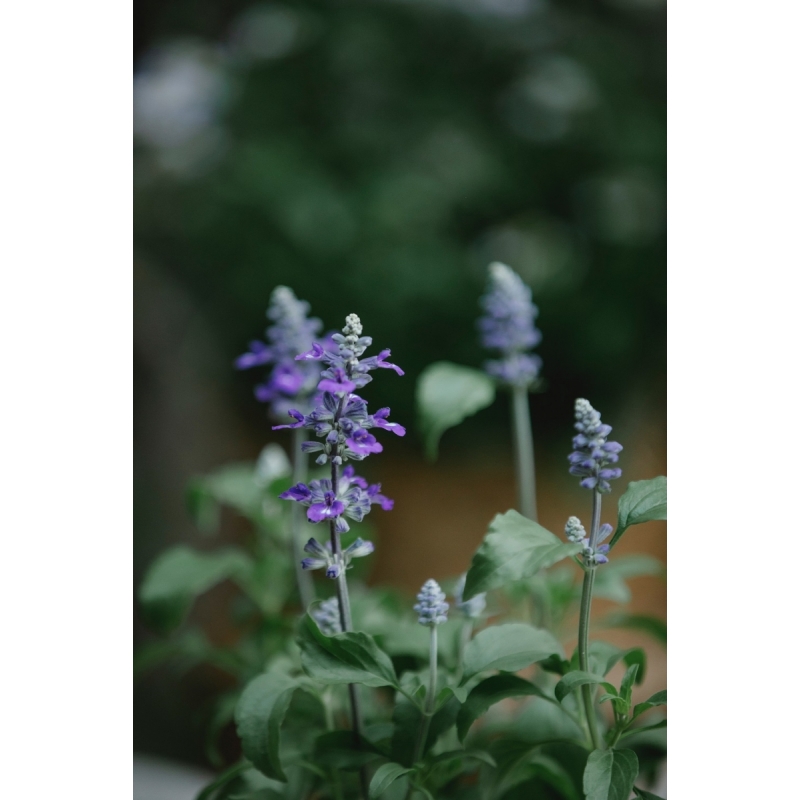 Salvia 'Javier' #EN830, Herbs, Solomou Garden Centre & Landscaping