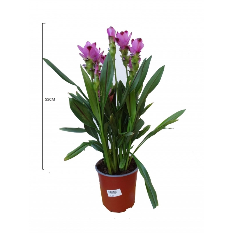 Curcuma #EN946, Outdoor Plants Flowering Plants, Solomou Garden Centre ...