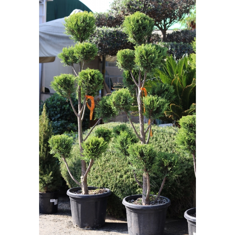Leylandii Pon Pon L #EN964, Outdoor Plants Conifers, Solomou Garden ...
