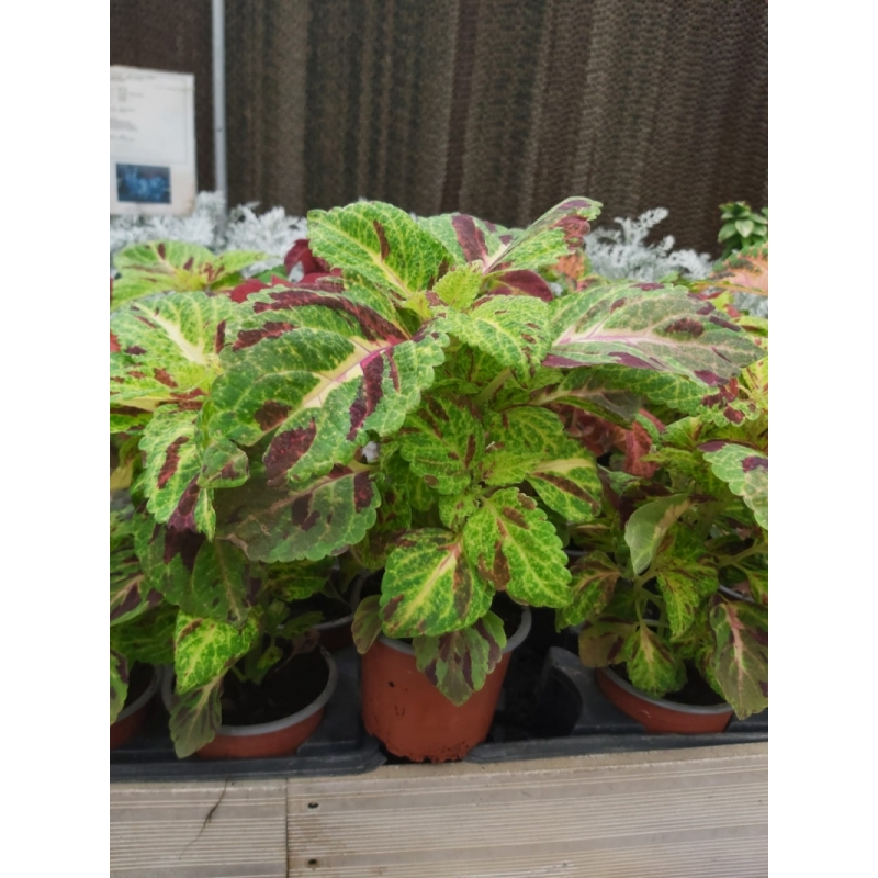 Coleus 9cm #EN1019, Ornamentals & Vegetables Ornamentals, Solomou ...