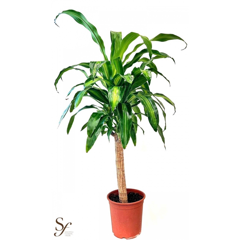 Dracaena Draco #EN1048, Indoor Plants, Solomou Garden Centre & Landscaping